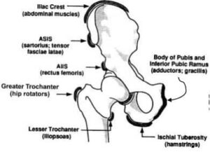 Apophysitis of the Pelvis/Hip – Children's Orthopaedic and Scoliosis ...